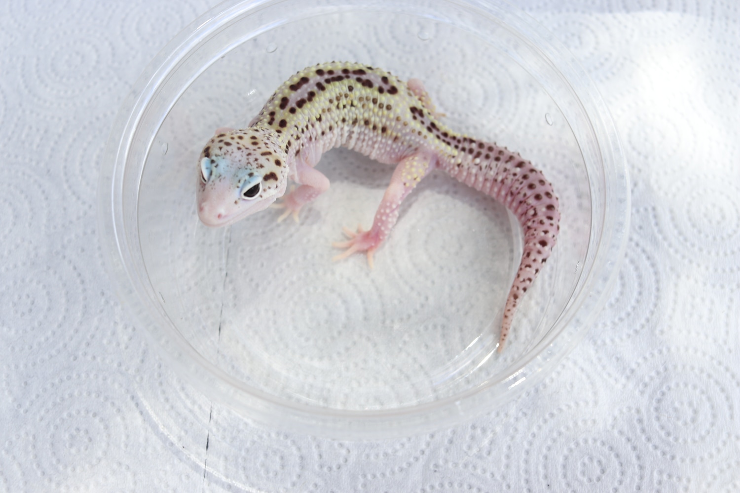 Mack Snow Eclipse Pos Het Tremper Leopard Gecko by Kawaii Geckos ...
