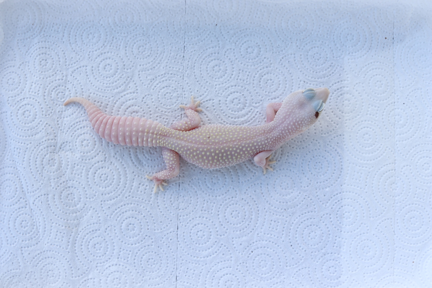 Mack Snow Eclipse Blizzard Pos Het Tremper Leopard Gecko by Kawaii ...