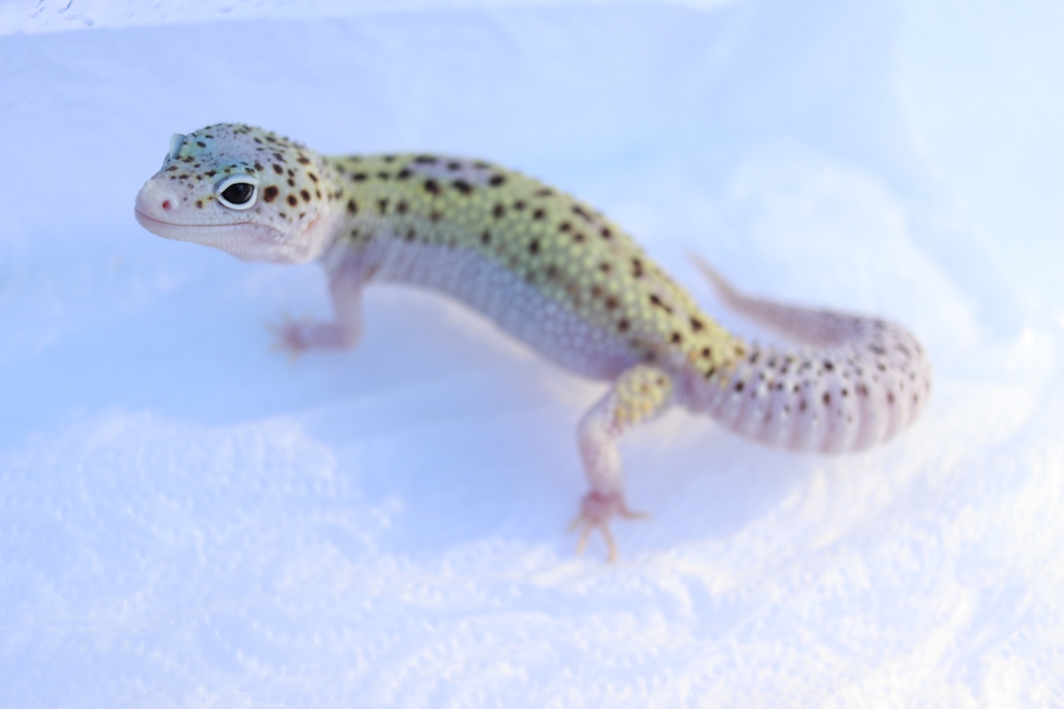 Mack Snow Eclipse W&Y Pos Het Tremper Leopard Gecko by Kawaii Geckos ...