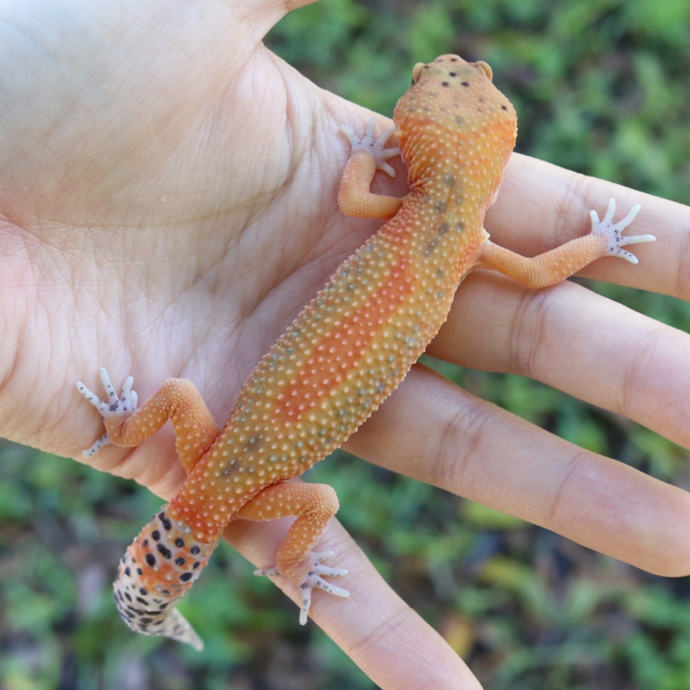Pet Only Leopard Gecko by Kawaii Geckos - MorphMarket