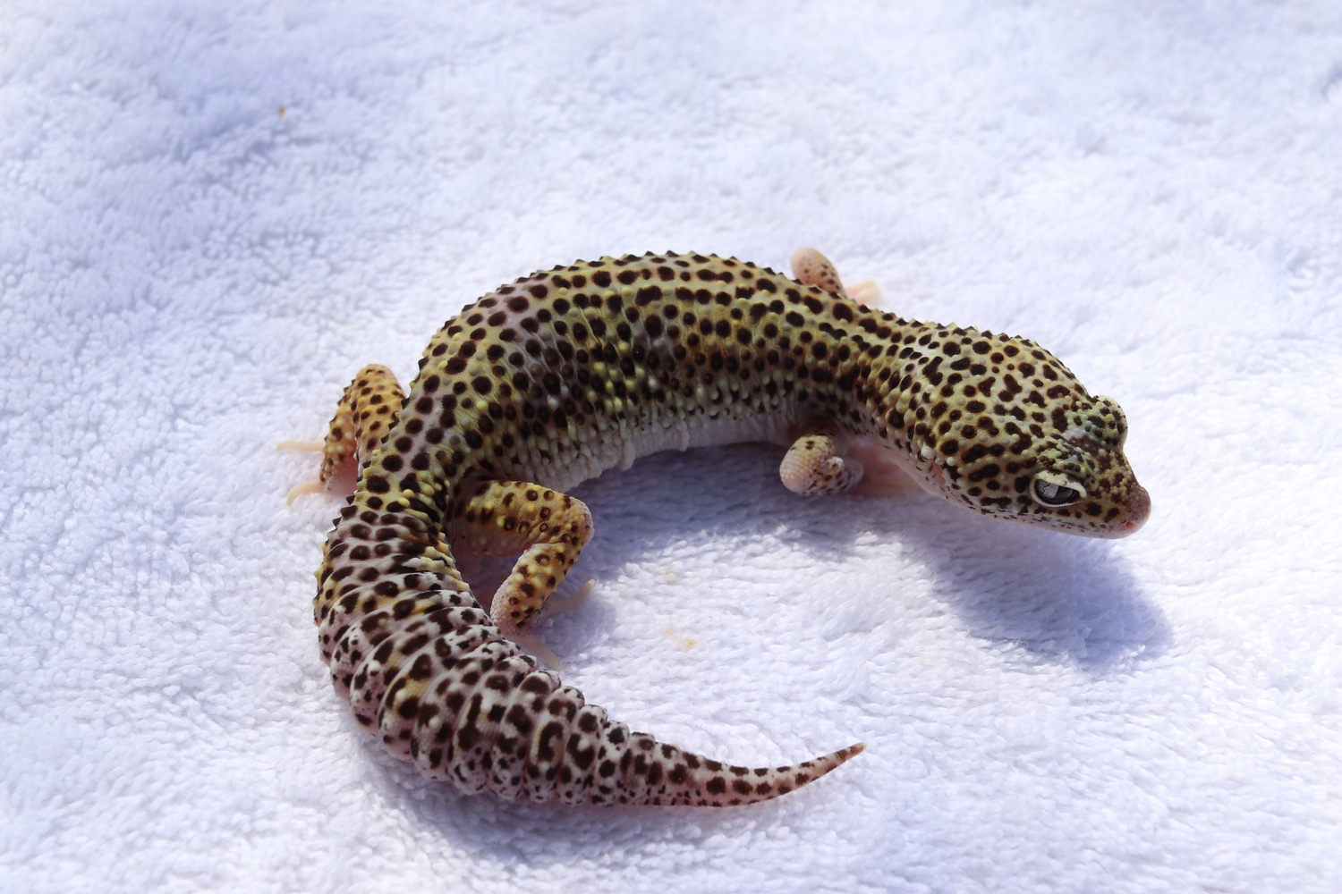 Black Night Mack Snow Eclipse 50% Het Murphy's Patternless Leopard ...