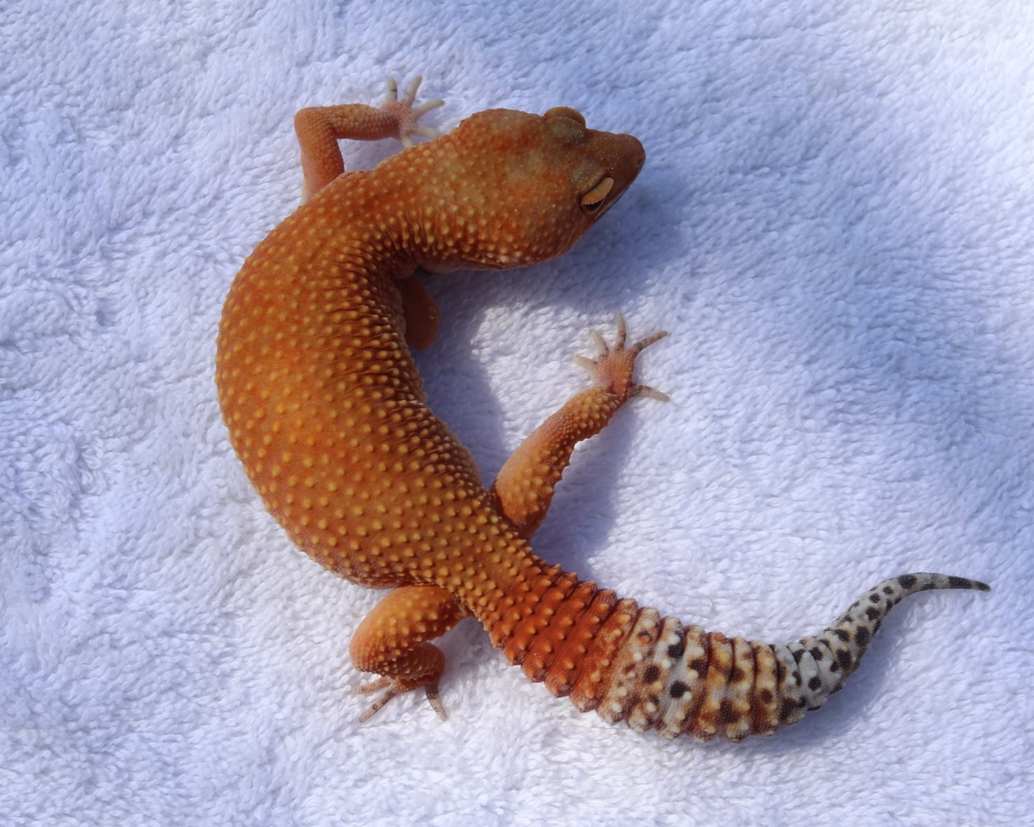 Blood X GG Cross Tangerine Leopard Gecko by Kawaii Geckos - MorphMarket