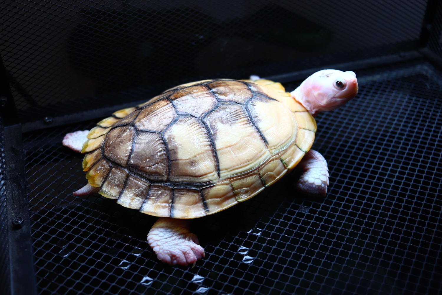 Pink Caramel Albino Slider Turtle by Kawaii Geckos - MorphMarket