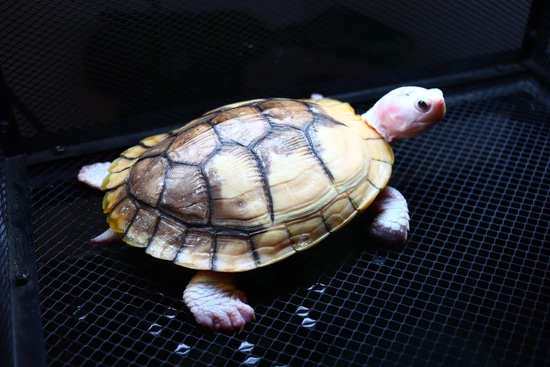 Pink Caramel Albino Slider Turtle by Kawaii Geckos