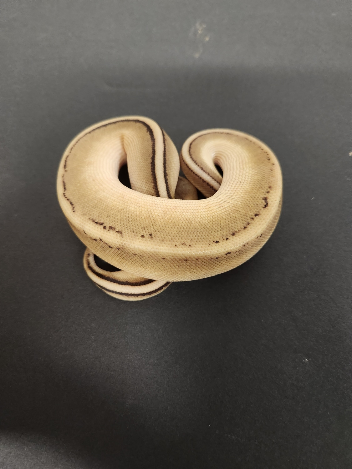 Pastel Butter Genetic Stripes Ball Python by Tangled tails reptiles ...