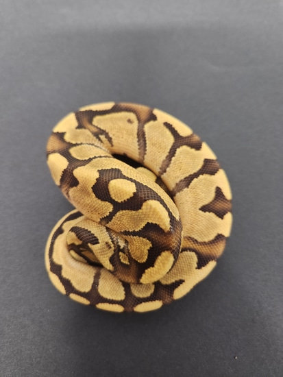 Fire Enchi Ball Python by Tangled tails reptiles