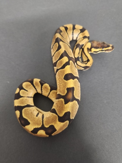Enchi Ball Python by Tangled tails reptiles