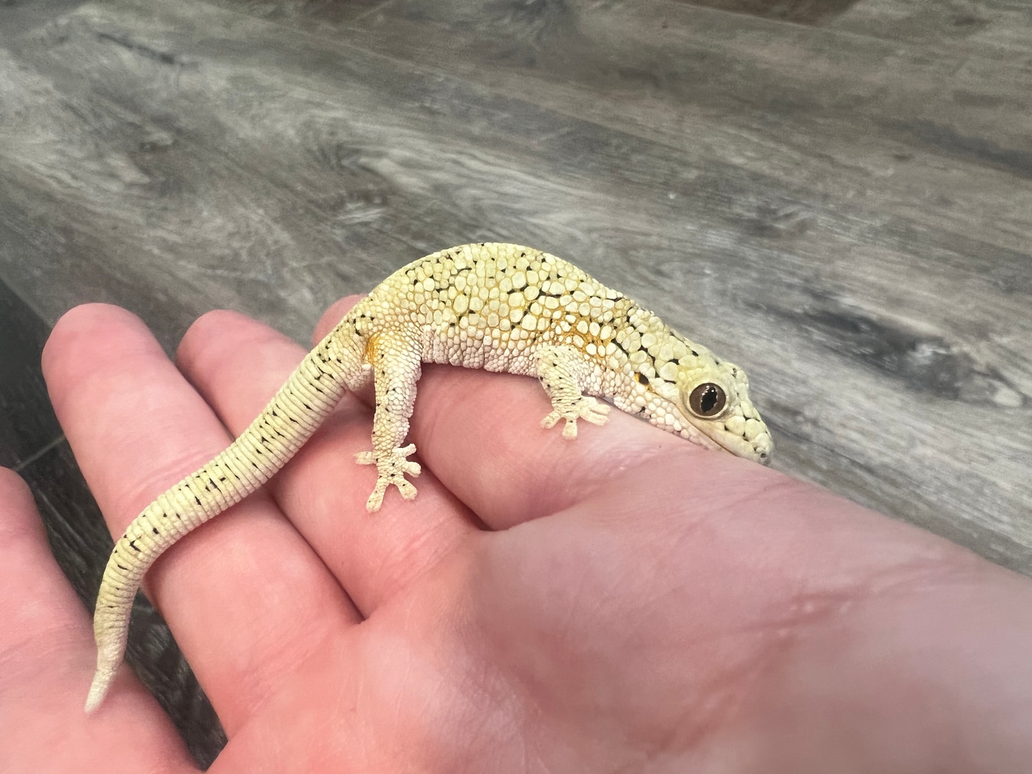 Vieillardi Eurydactylodes Gecko by Tara Leigh's Cresties - MorphMarket
