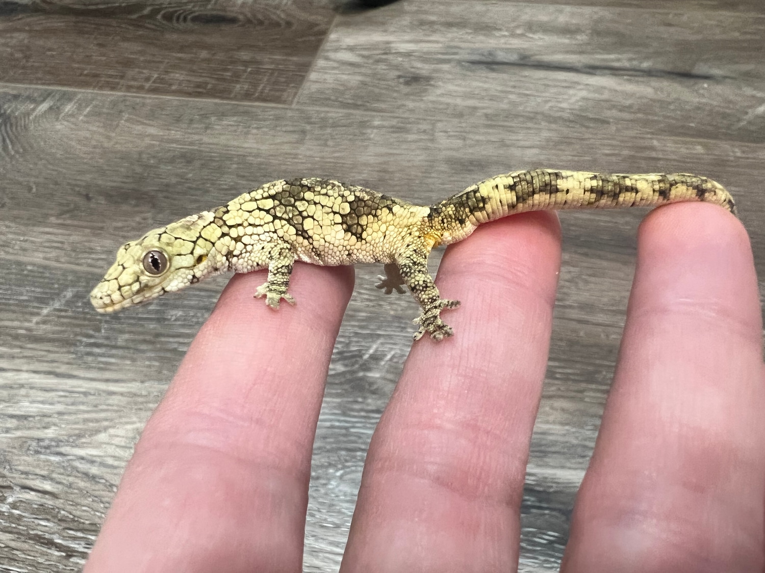 Eurydactylodes Vieillardi Chameleon Gecko by Tara Leigh's Cresties ...