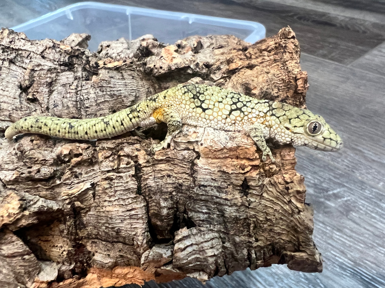 Eurydactylodes Vieillardi Chameleon Gecko by Tara Leigh's Cresties ...