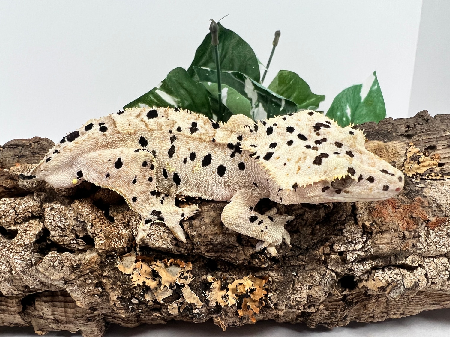 Pale Yellow Ink Blot Super Dalmatian Crested Gecko by Tara Leigh's ...