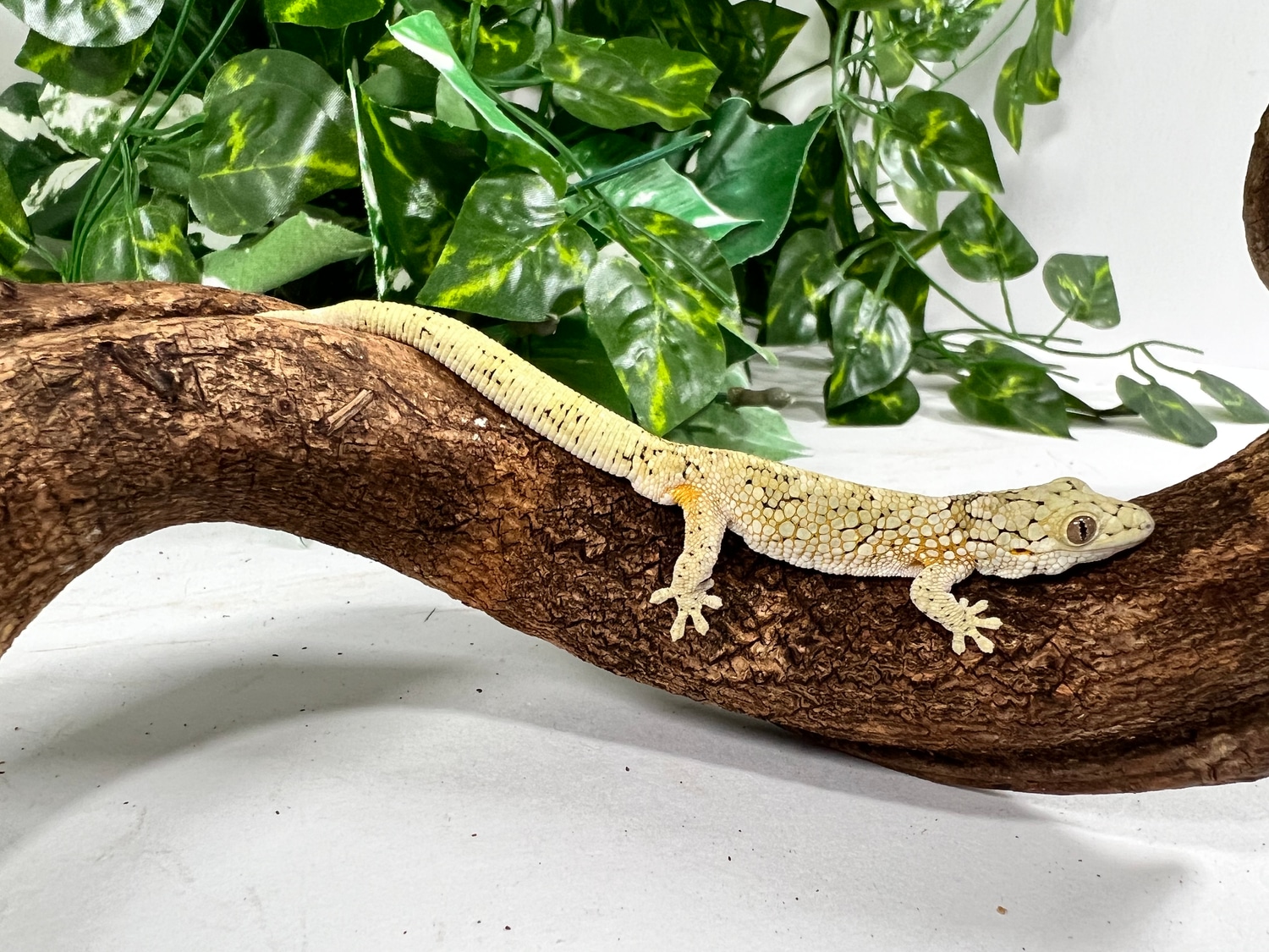 RTB E. Vieillardi Eurydactylodes Gecko by Tara Leigh's Cresties ...