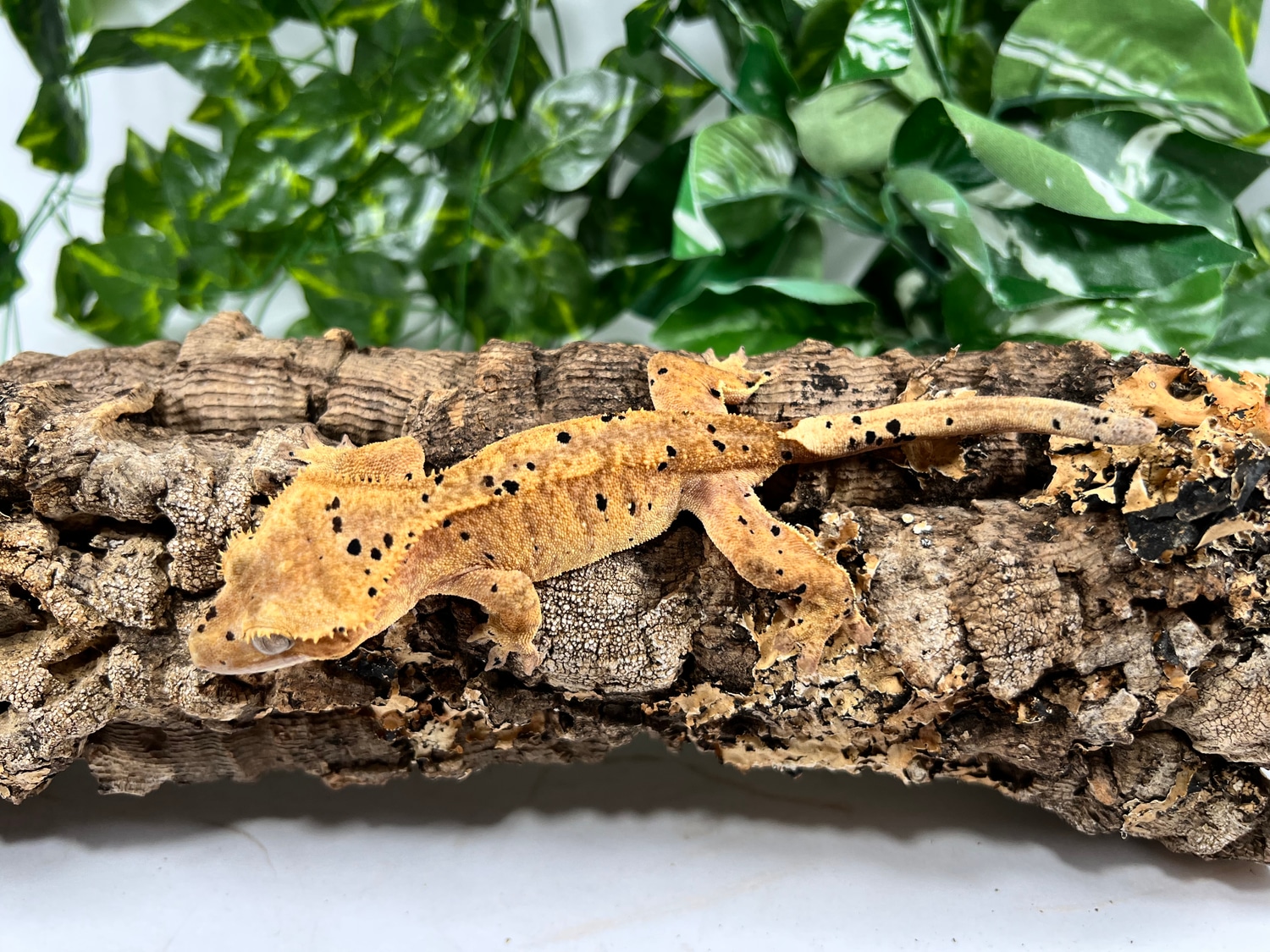 Orange Tiger Dalmatian Crested Gecko by Tara Leigh's Cresties - MorphMarket