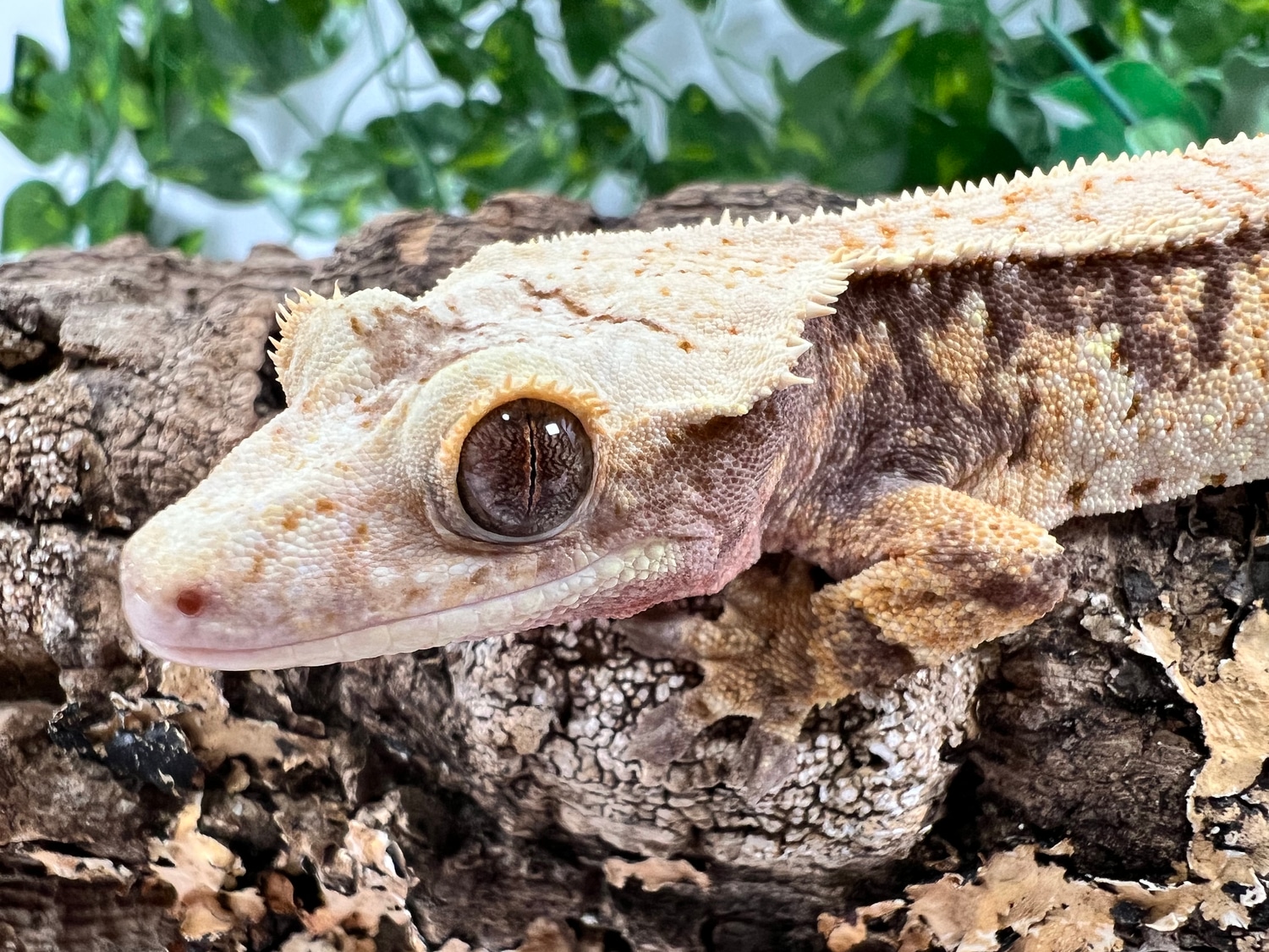Phantom/Dark Eyed Harley Crested Gecko by Tara Leigh's Cresties ...