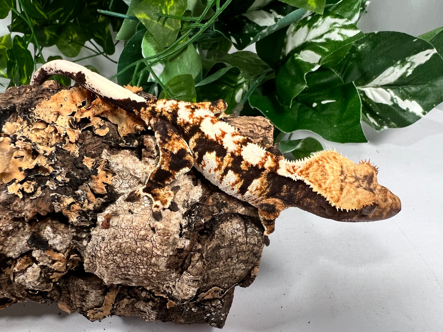 Tricolor Beauty! Crested Gecko by Tara Leigh's Cresties - MorphMarket