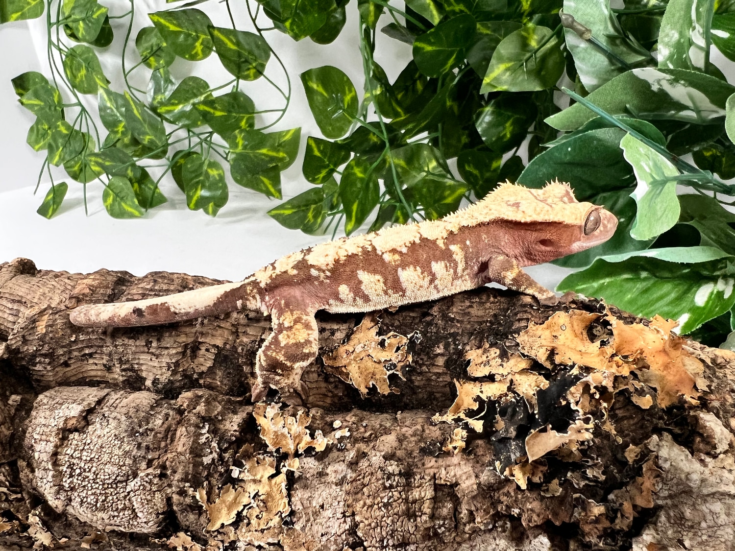 Red & Cream Harley Crested Gecko by Tara Leigh's Cresties - MorphMarket