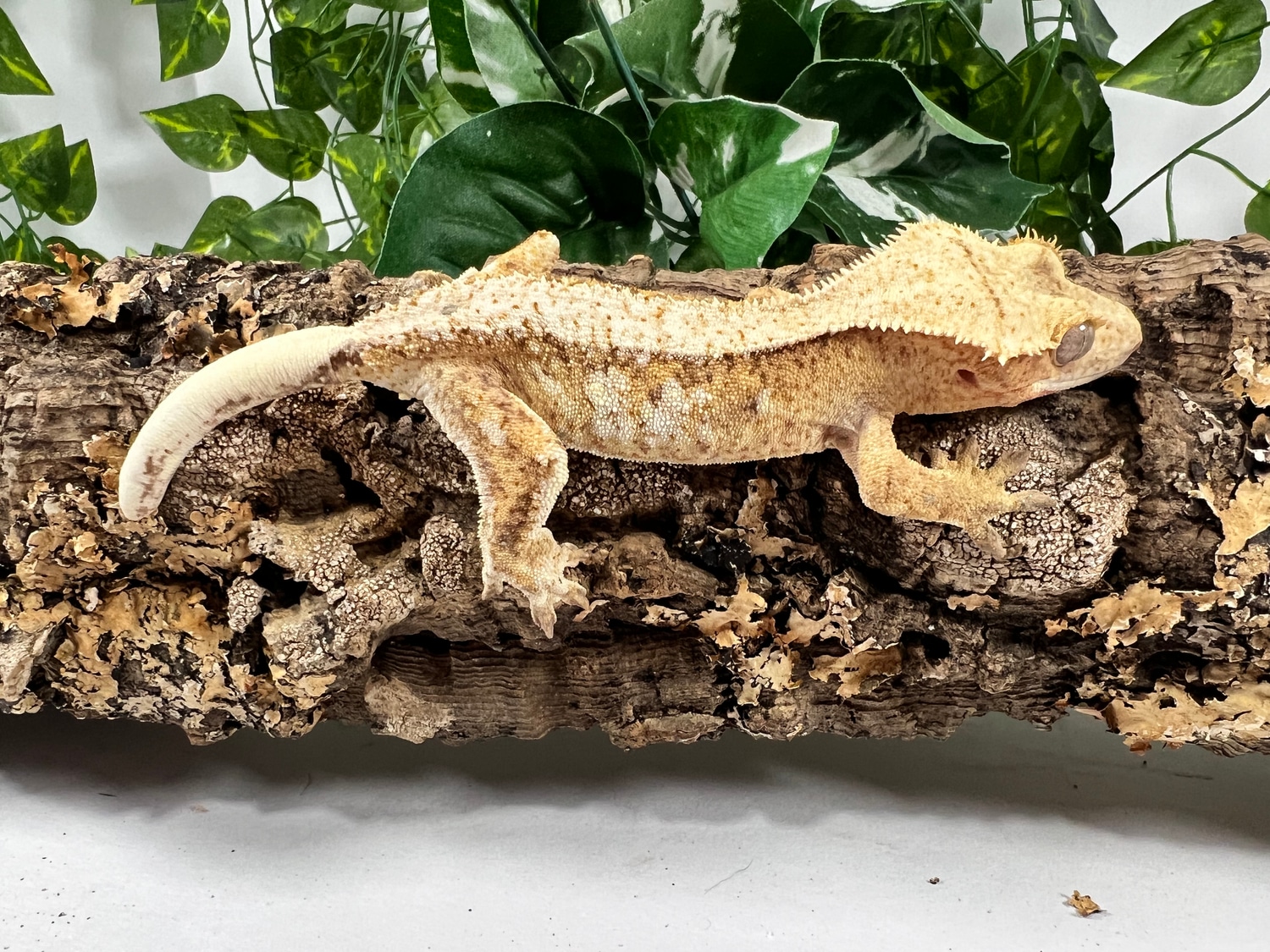 Orange And Cream Harley Crested Gecko by Tara Leigh's Cresties ...