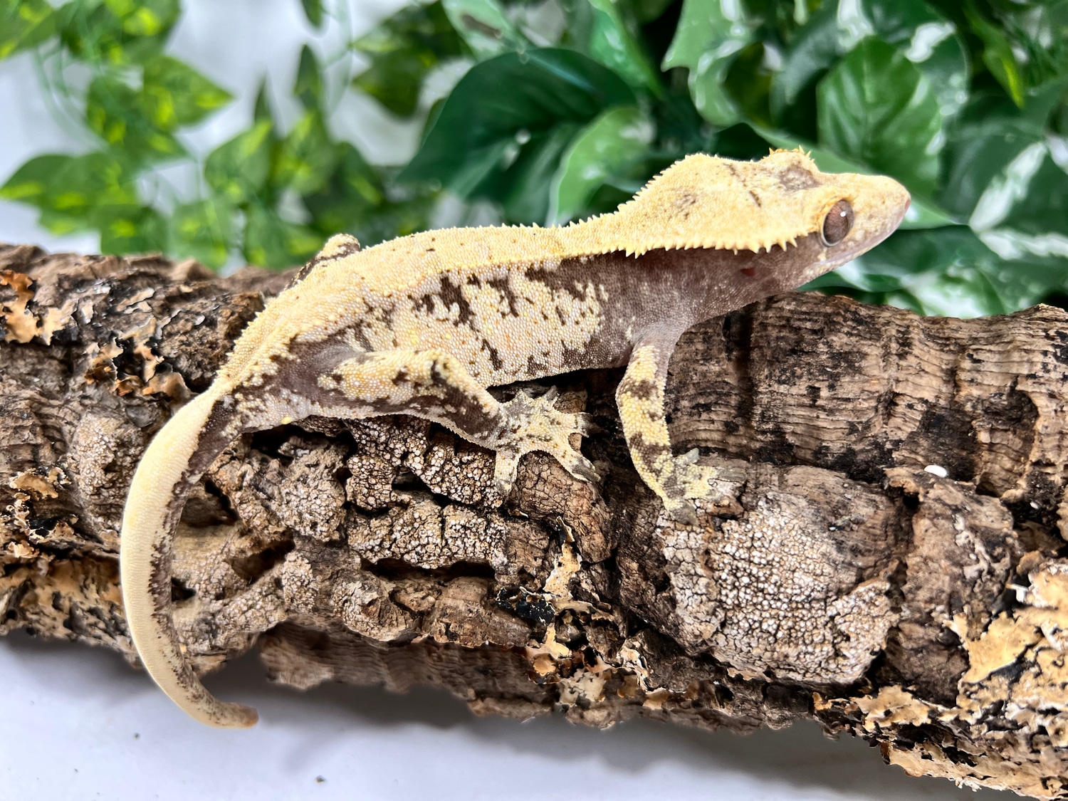 Spreading Cream Crested Gecko by Tara Leigh's Cresties - MorphMarket