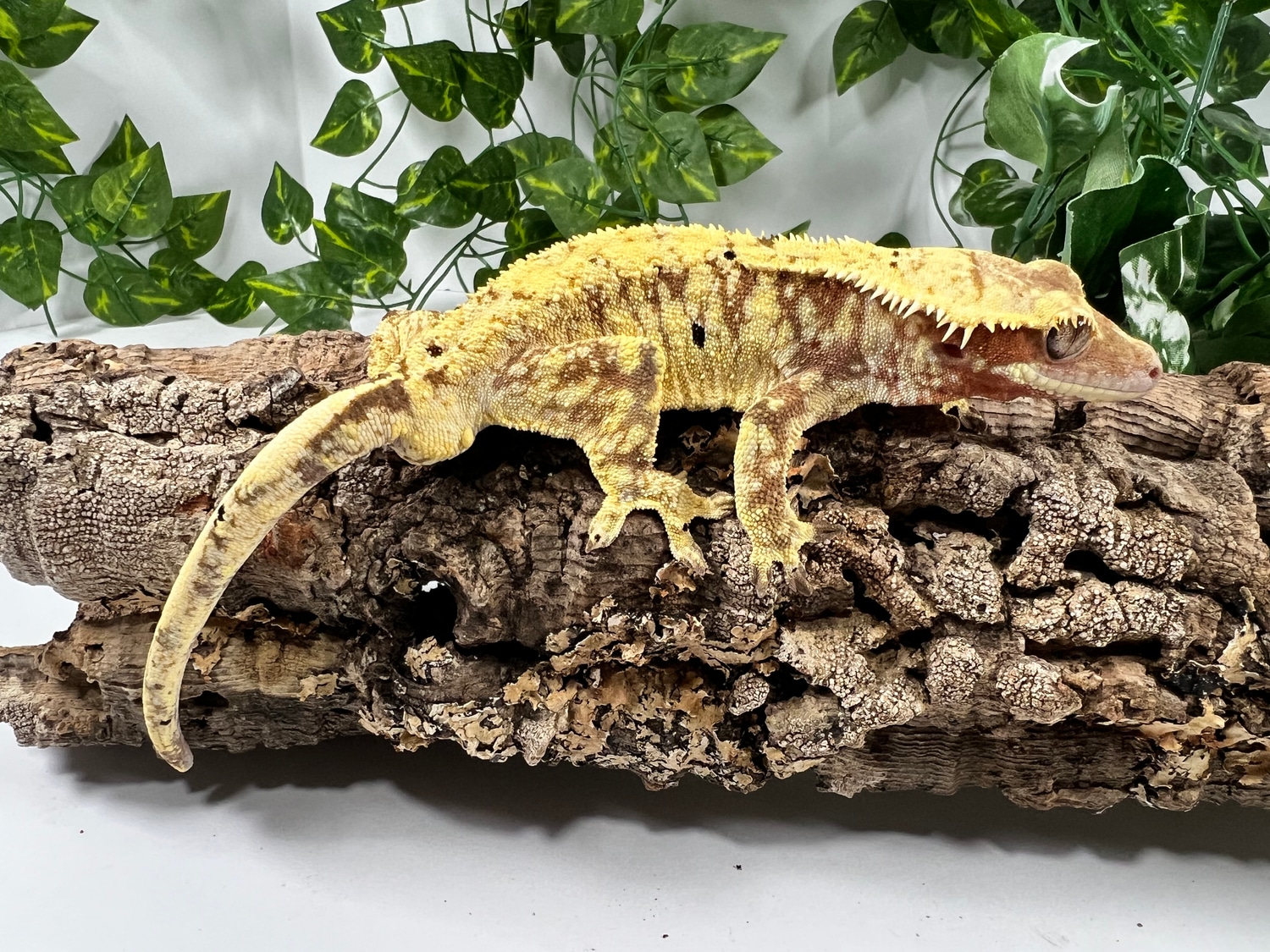 Neon Yellow And Red Crested Gecko by Tara Leigh's Cresties - MorphMarket