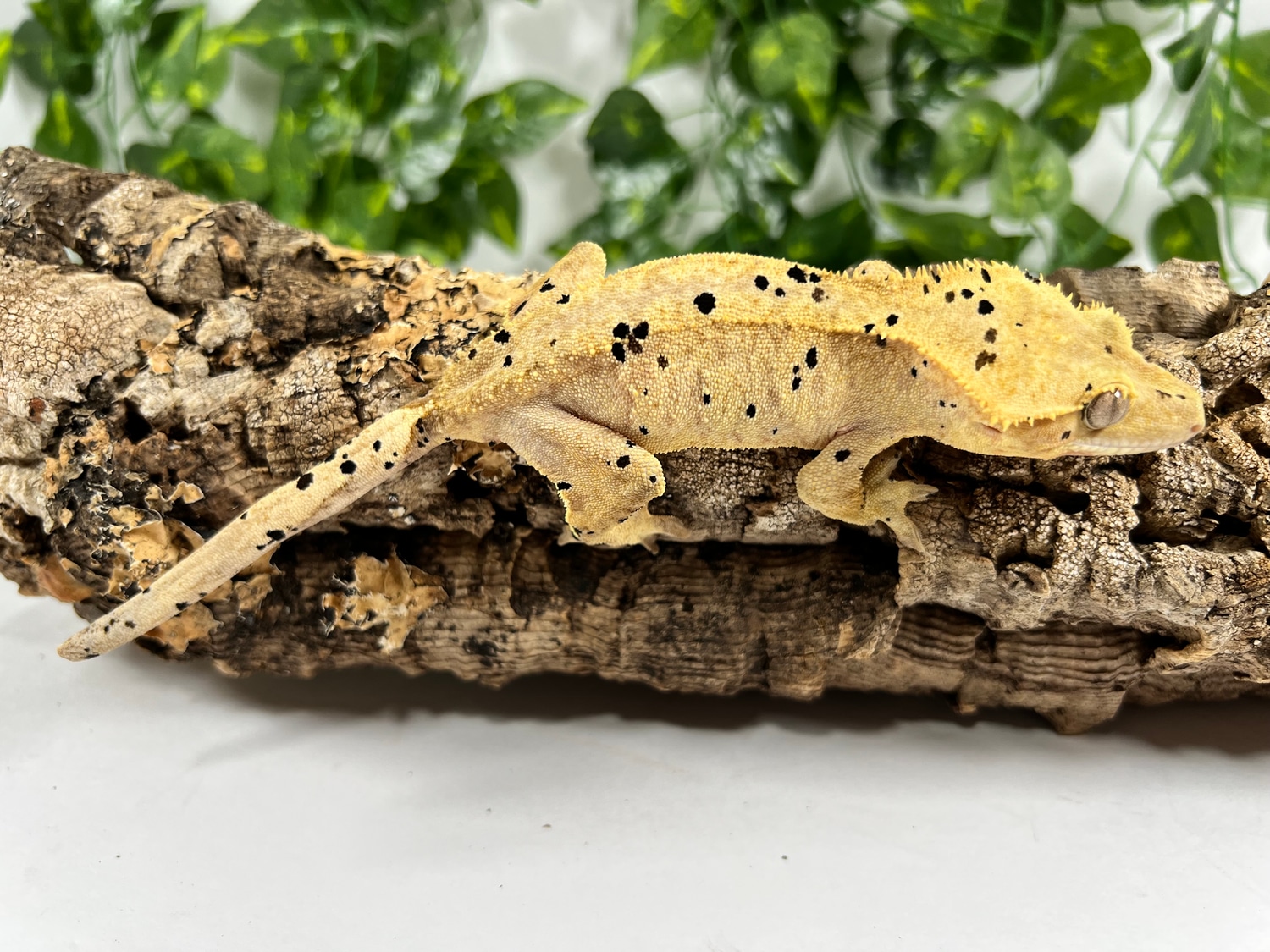 Marbled Dalmatian Crested Gecko by Tara Leigh's Cresties - MorphMarket