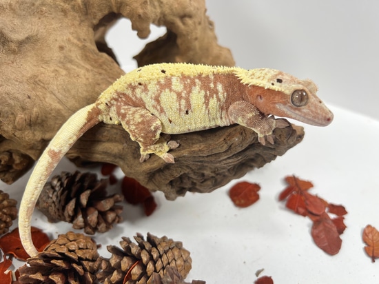 Tickled Pink~Proven Female Crested Gecko by Tara Leigh's Cresties
