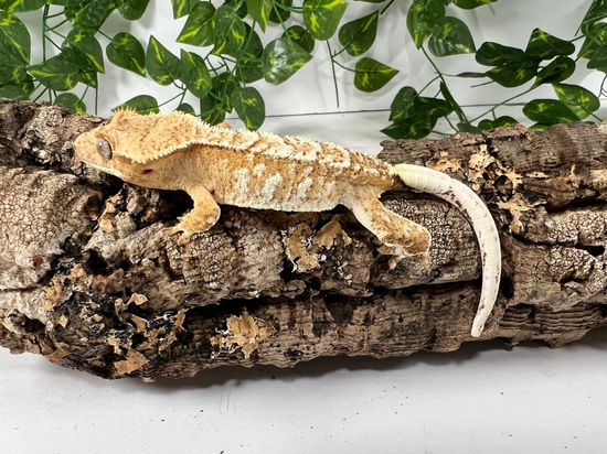 Turmeric X Rocket Queen ~ Creamsicle Crested Gecko by Tara Leigh's Cresties