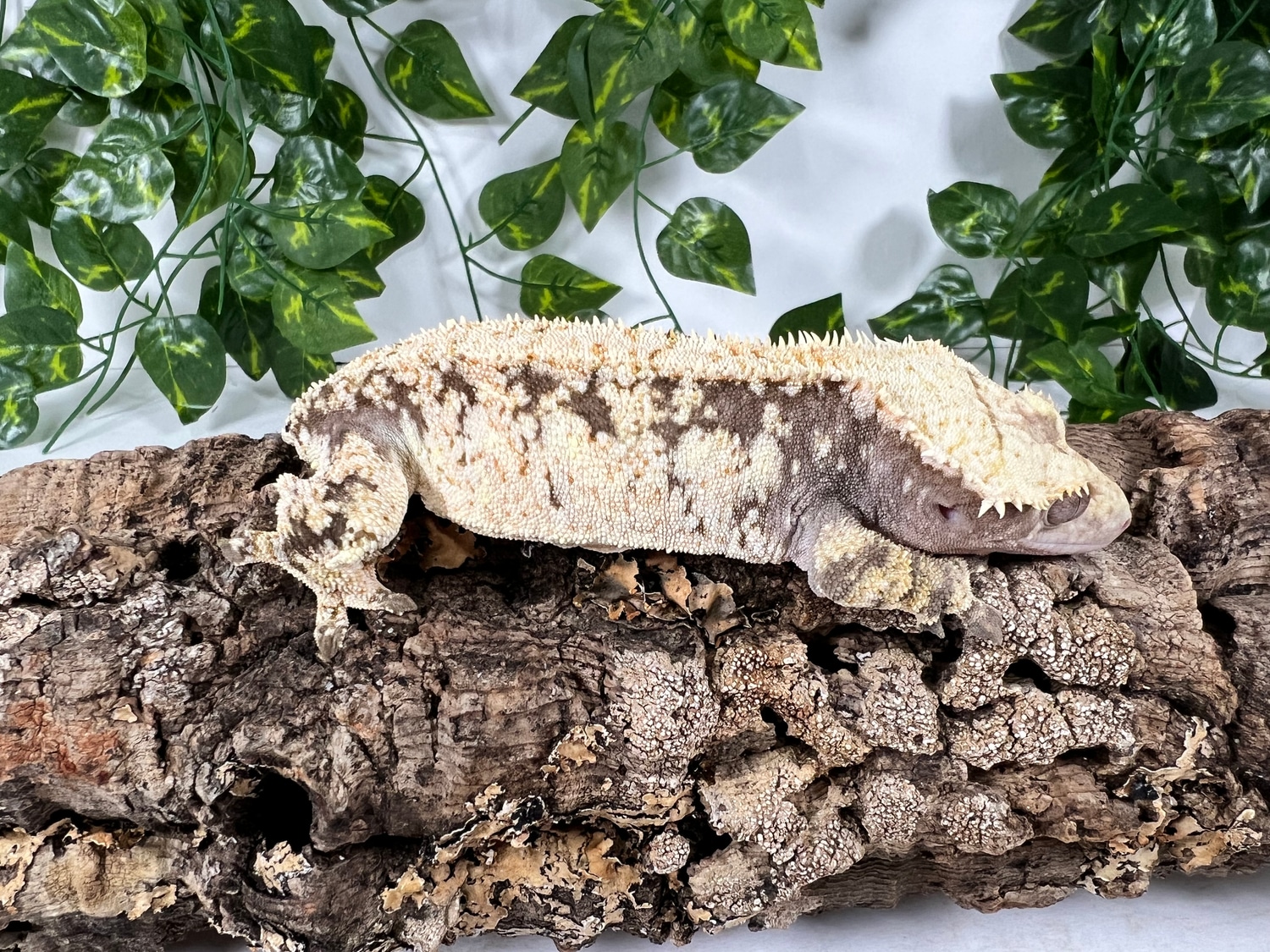 Unique Snowflake Shaped Crest Spurs! Crested Gecko by Tara Leigh's ...