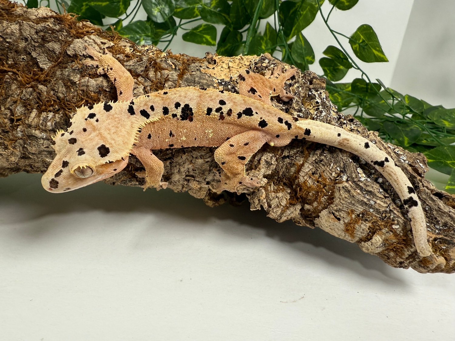 Peppered Tailgate x Cee-Lo ~ InkBlot Dalmatian