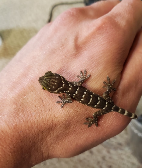 Gecko Smithii, Green Eye Gecko, CBB, Captive Bred More Gecko by ...