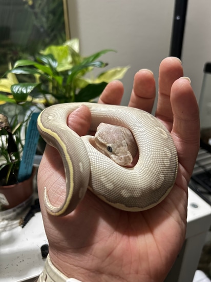 Mystic Potion Ball Python by Tarantuland