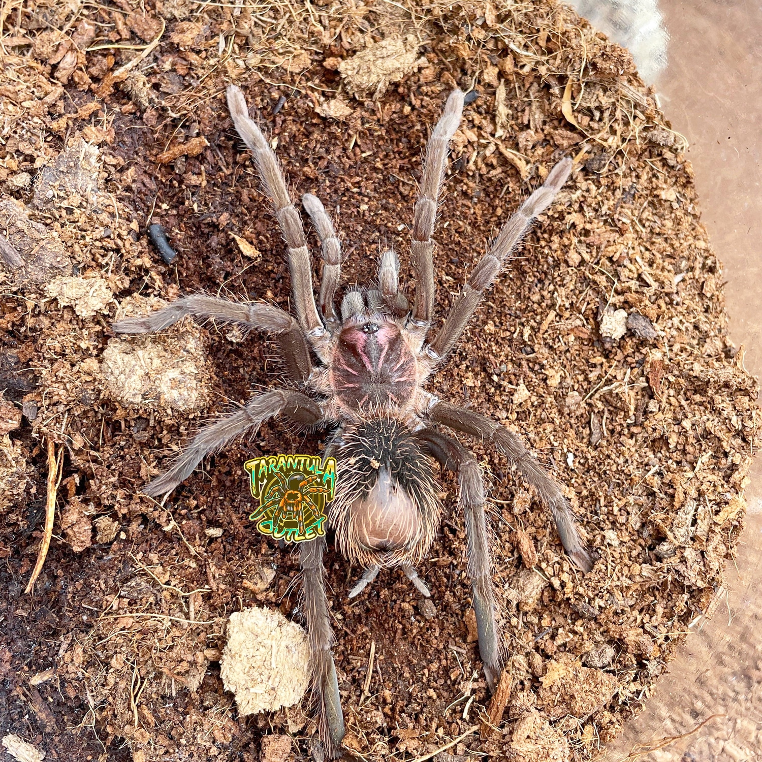 Xenesthis Megascopula 3.8” Tarantula by Tarantula Outlet - MorphMarket