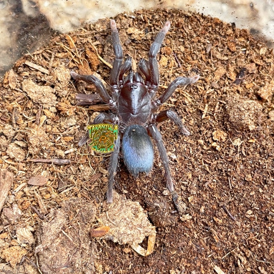 Sahydroaraneus Raja FEMALE ADULT Tarantula by Tarantula Outlet