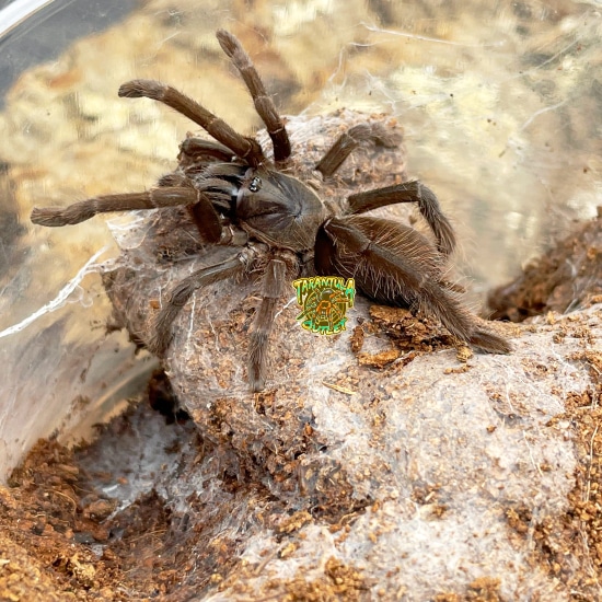 Lyrognathus Crotalus FEMALE SUB-ADULT Tarantula by Tarantula Outlet