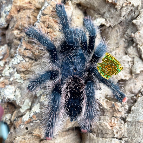 Avicularia Sp. Pucallpa FEMALE SUB-ADULT Tarantula by Tarantula Outlet
