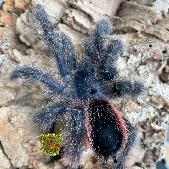 Avicularia Sp. Urticans FEMALE SUB-ADULT Tarantula by Tarantula Outlet