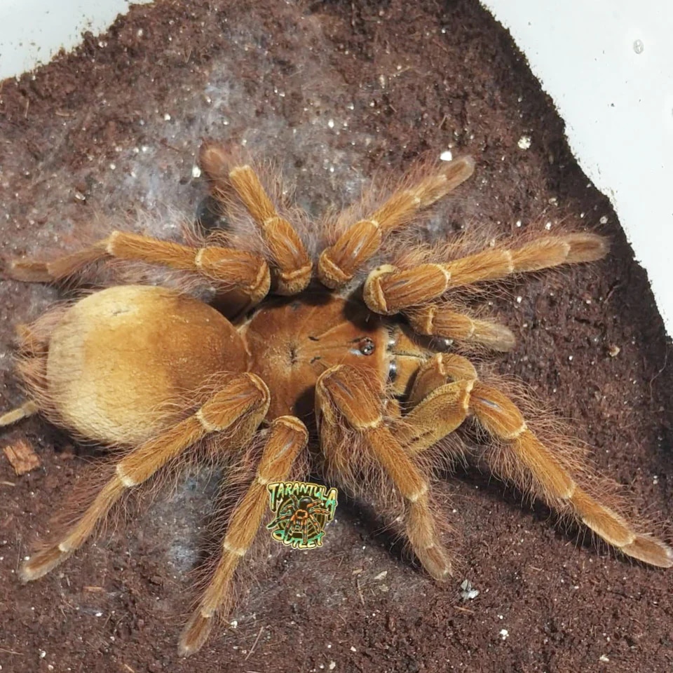 Theraphosa Blondi FEMALE 3" Tarantula by Tarantula Outlet - MorphMarket