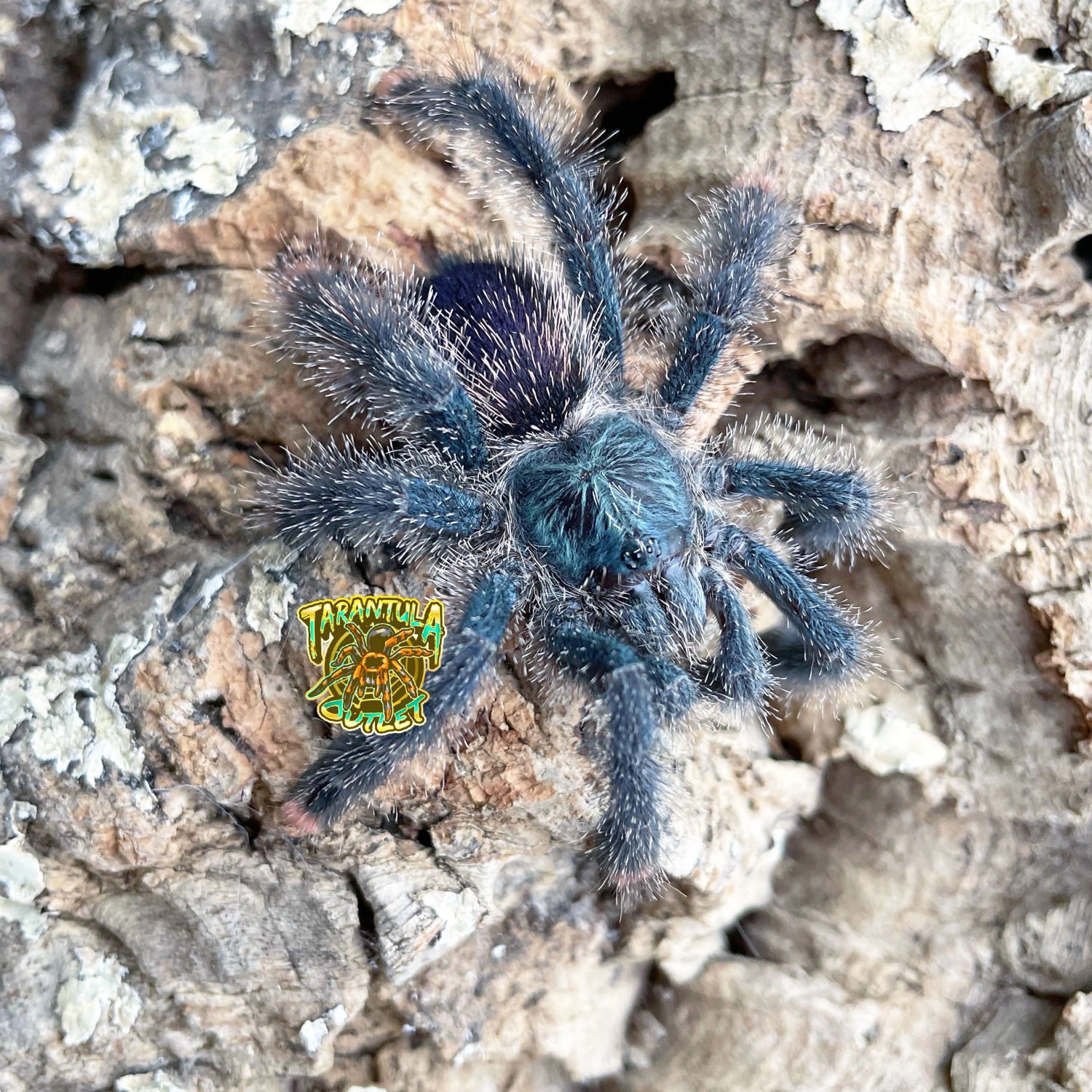 Avicularia Kwitara River FEMALE 2.5" Tarantula by Tarantula Outlet ...