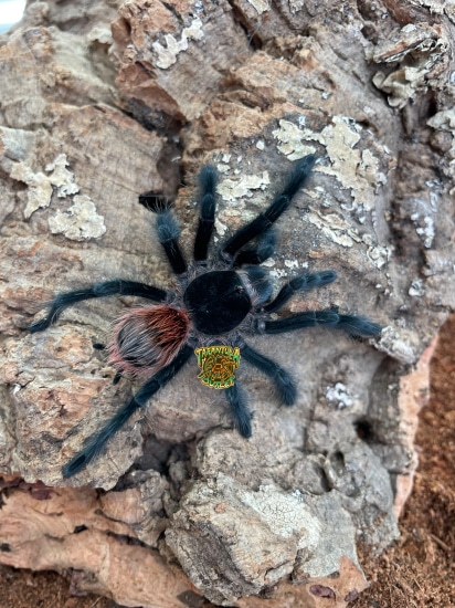 Grammostola Actaeon FEMALE 2" Tarantula by Tarantula Outlet