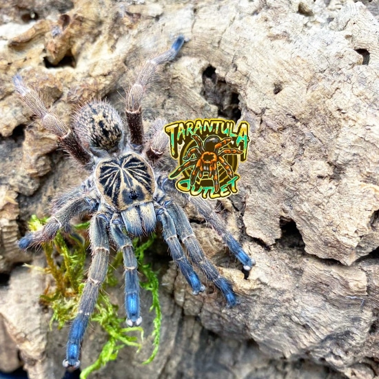 SALE Idiothele Mira FEMALE 1.2" Tarantula by Tarantula Outlet