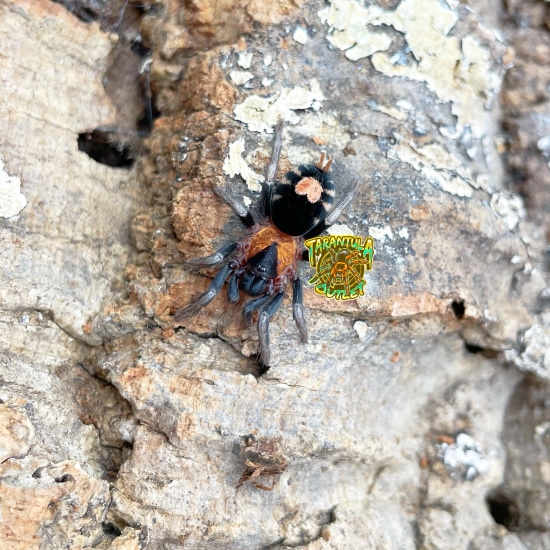 Cyriocosmus Elegans FEMALE ADULT Tarantula by Tarantula Outlet