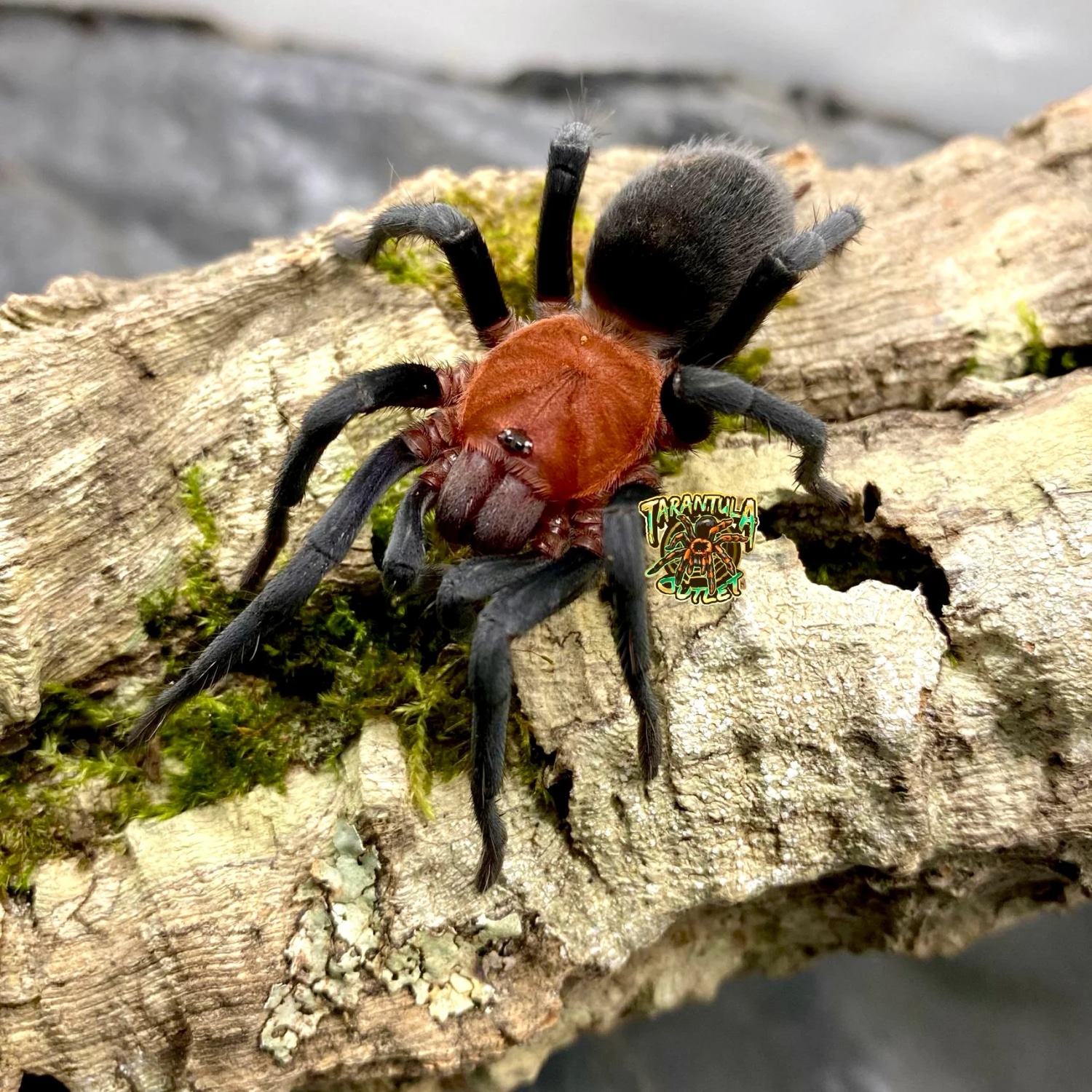 Bumba Horrida 0.25" Tarantula by Tarantula Outlet - MorphMarket