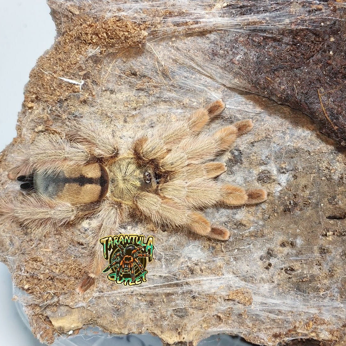 Psalmopoeus Pulcher 0.33" Tarantula by Tarantula Outlet - MorphMarket