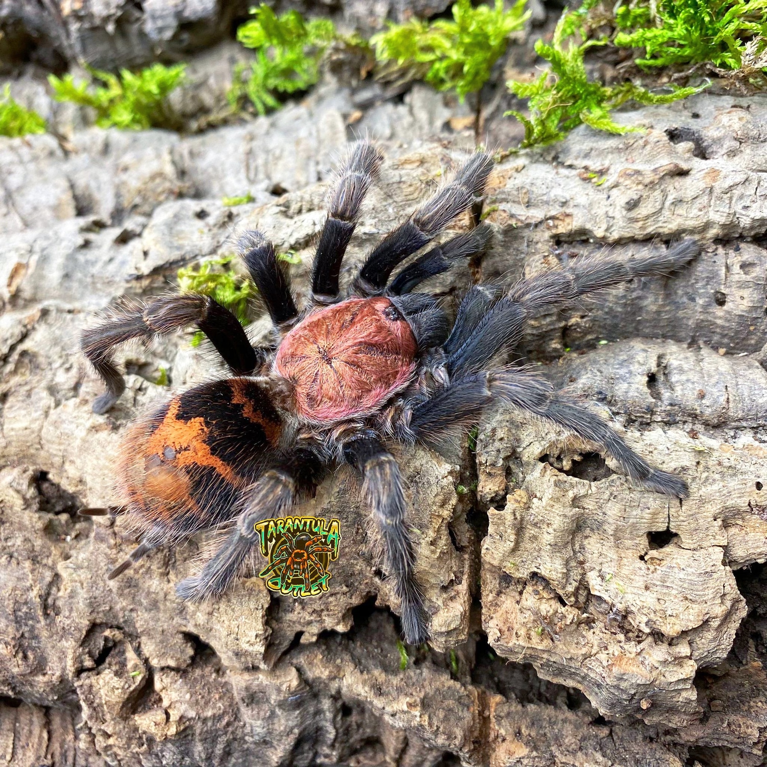 Davus Pentaloris 1.5" FEMALE Tarantula by Tarantula Outlet - MorphMarket