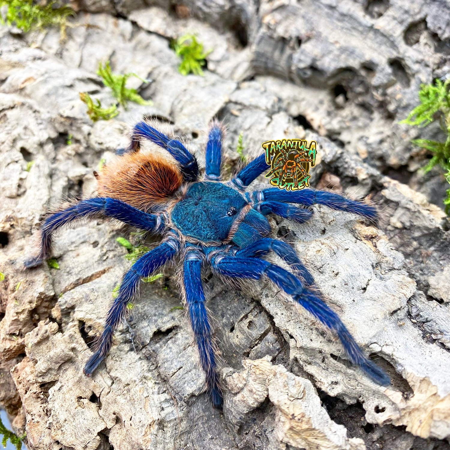 Chromatopelma Cyaneopubescens 0.5” GBB Tarantula by Tarantula Outlet ...
