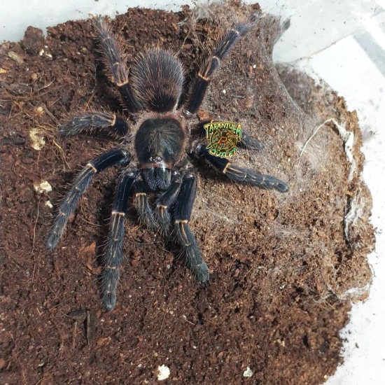 Ephebopus Rufescens 0.33" Tarantula by Tarantula Outlet