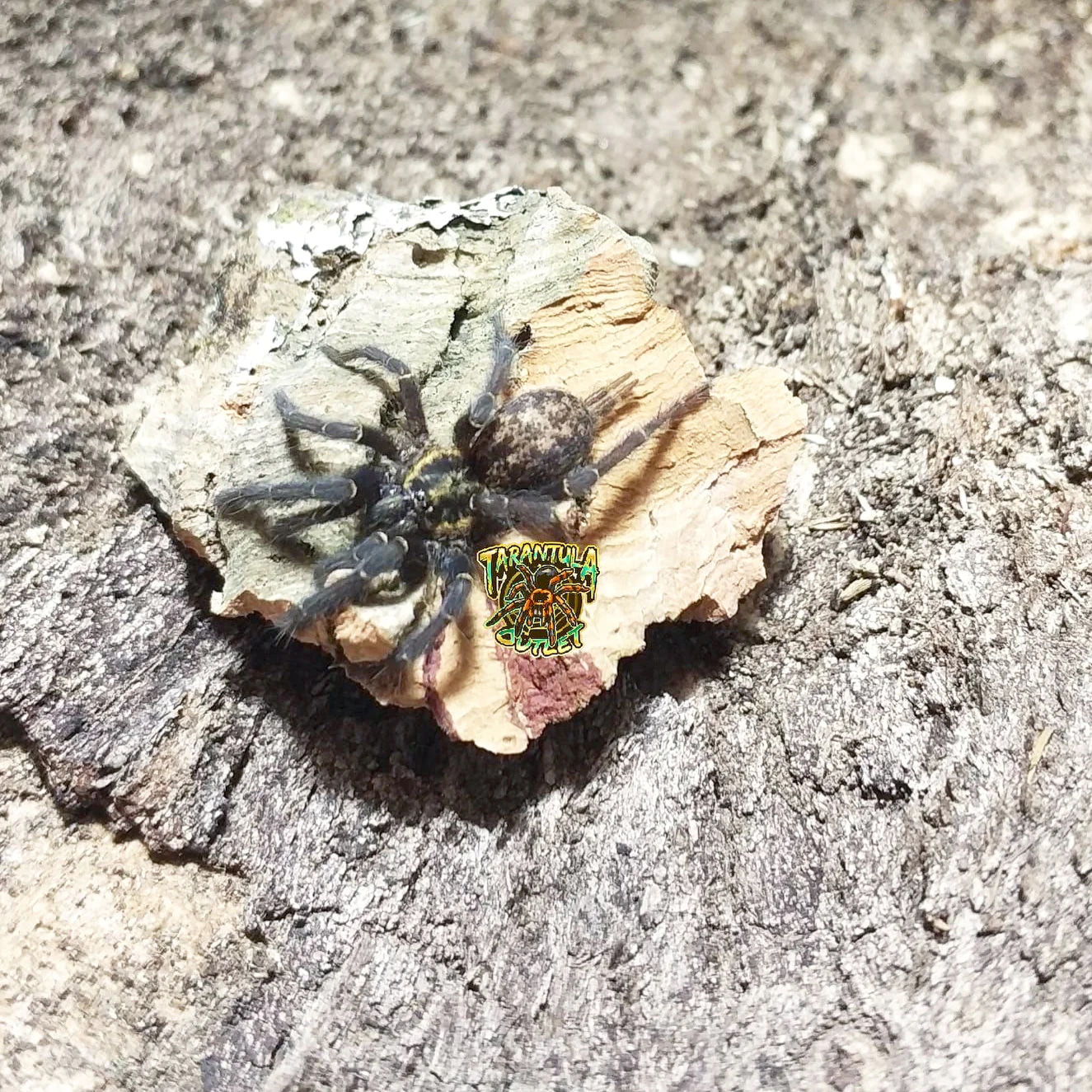 Heterothele Gabonensis 0.33" Tarantula by Tarantula Outlet - MorphMarket