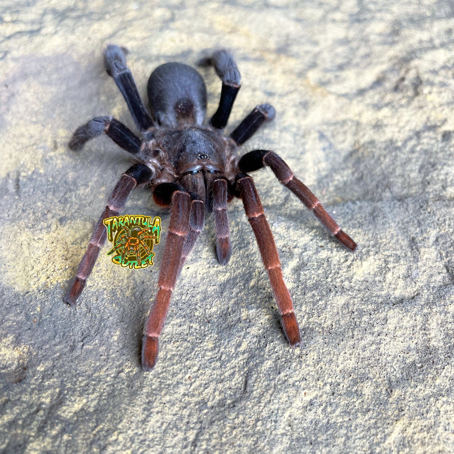 Lyrognathus Giannisposatoi 0.5" Tarantula by Tarantula Outlet - MorphMarket