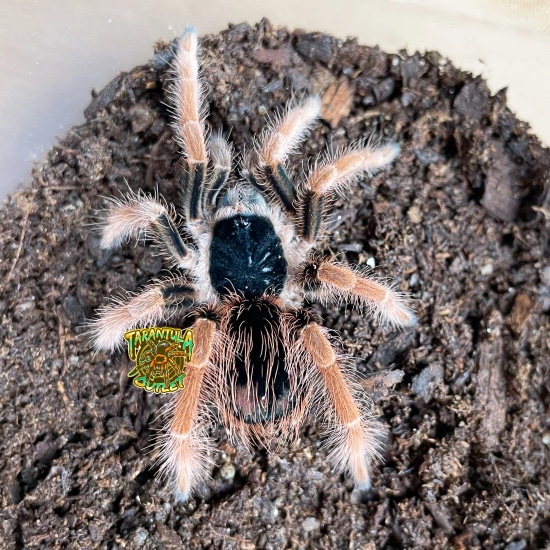 Megaphobema Robustum 1" Tarantula by Tarantula Outlet