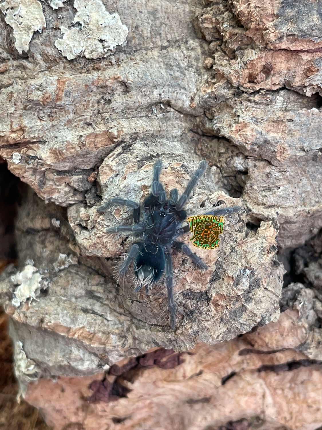 Phormictopus Sp. Oriente 0.75” Tarantula by Tarantula Outlet - MorphMarket