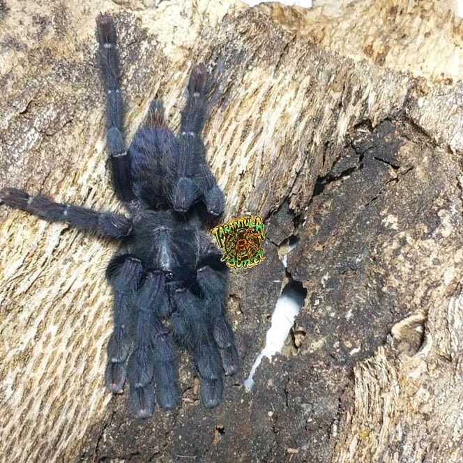Phormingochilus Arboricola 0.5" Tarantula by Tarantula Outlet - MorphMarket